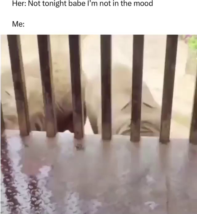 Her: Not tonight babe I'm not in the mood Me: - iFunny