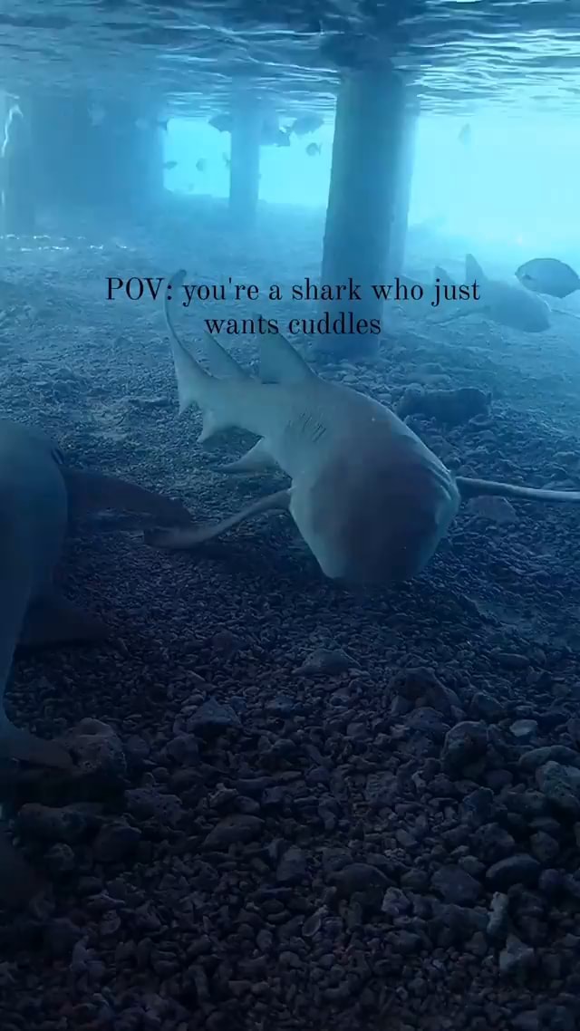 POY: you're a shark who just wants cuddles - iFunny