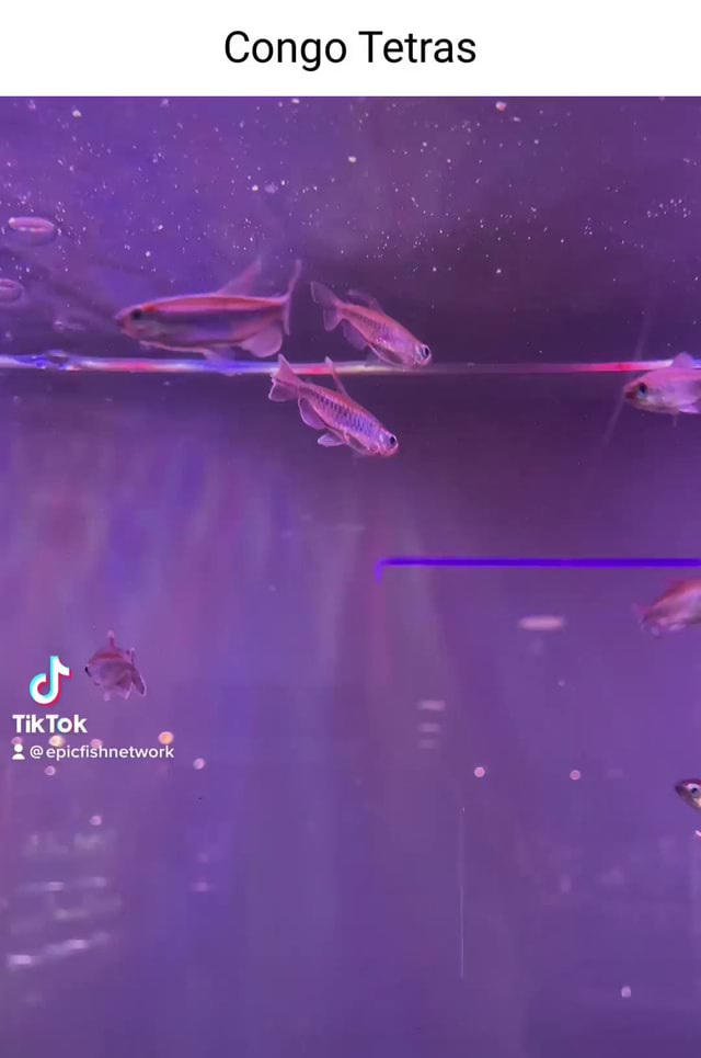 Congo Tetras TikTok - iFunny