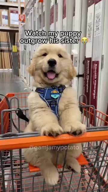 Watch my puppy outgrow his sister - iFunny