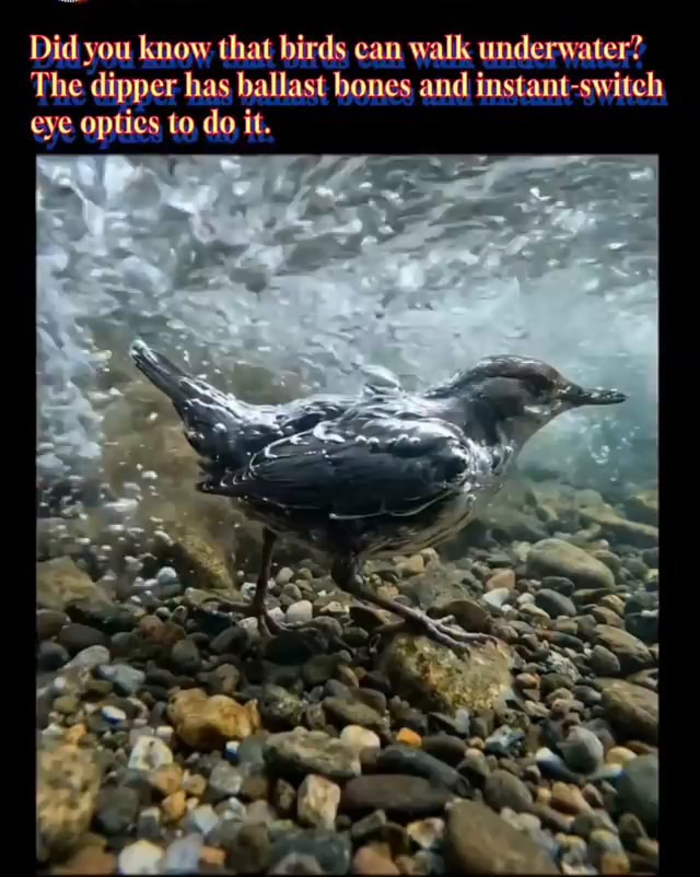 Did you know that birds can walk underwater? The dipper has ballast ...
