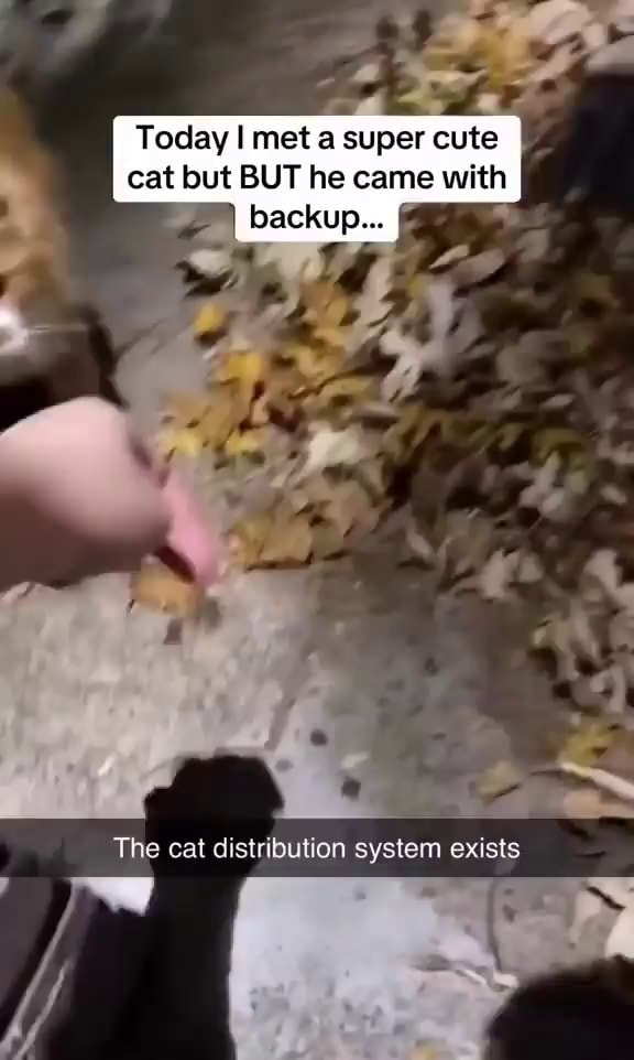 Today I met a super cute cat but BUT he came with backup... be The cat ...