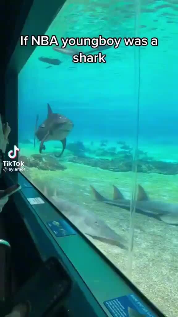 If NBA young boy was a shark TikTok - iFunny