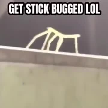 Get stick bugged lol - GET, STICK BUGGED LOL - iFunny