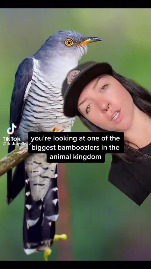 The Cuckoo Bird - TikTek you're looking at one of the biggest ...