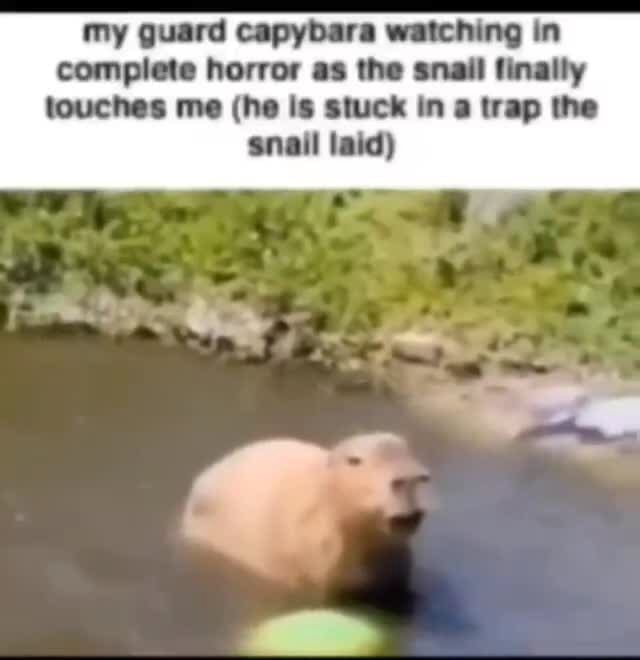 My guard capybara watching in complete horror as the snail finally ...