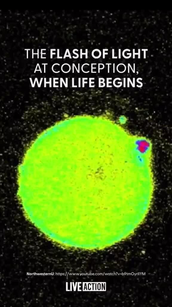 THE FLASH OF LIGHT. AT CONCEPTION, WHEN LIFE BEGINS of NorthwesternU ...