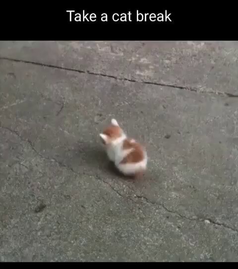 Take a cat break - iFunny