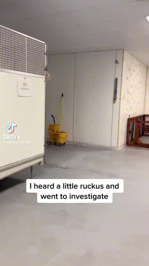 TikTok heard a little ruckus and went to investigate - iFunny