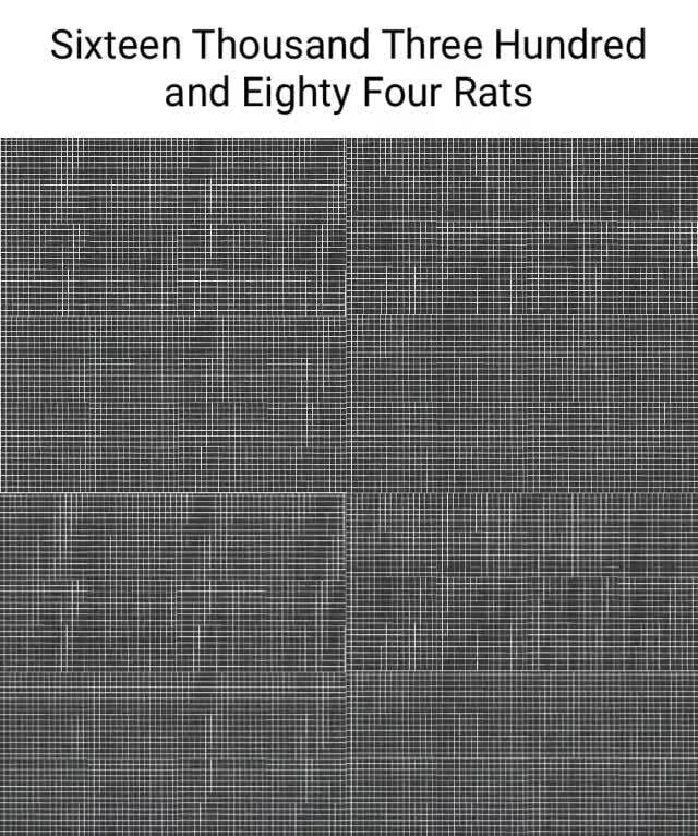 Sixteen Thousand Three Hundred and Eighty Four Rats - iFunny