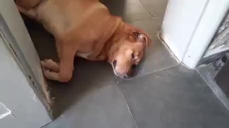 Video memes 05gB7T5u8 by rigid_cute_2020 - iFunny