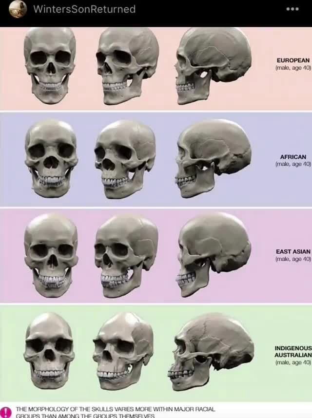 THE MORPHOLOGY OF THE SKULLS JARIES MORE WIT IN MAJOR RACIAL EUROPEAN ...