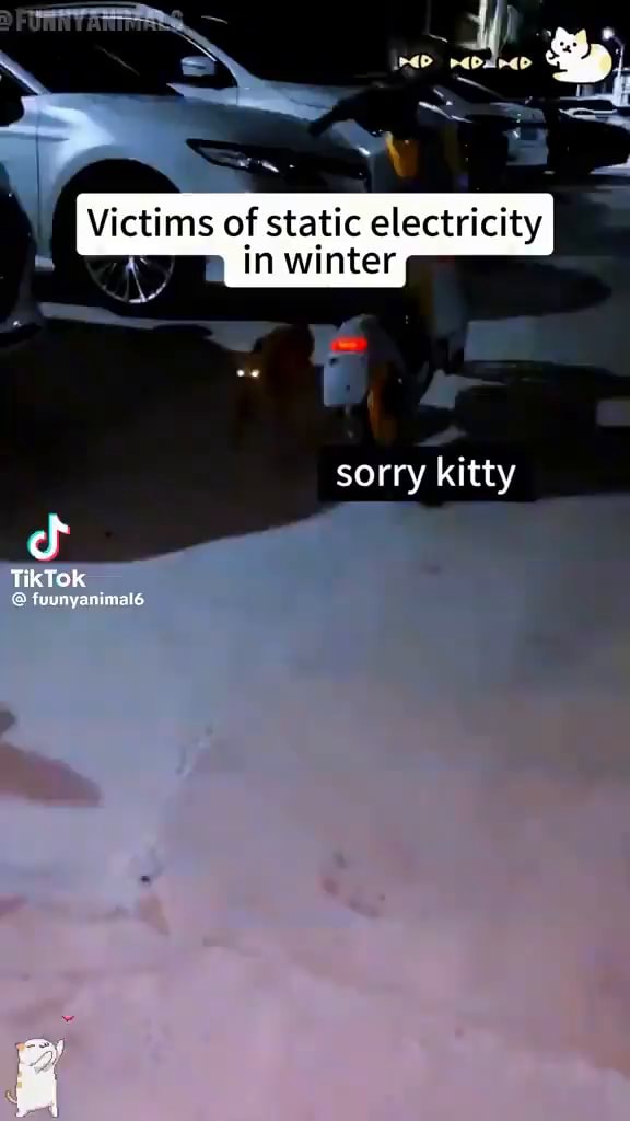 Victims of static electricity in winter sorry kitty TikTok - iFunny