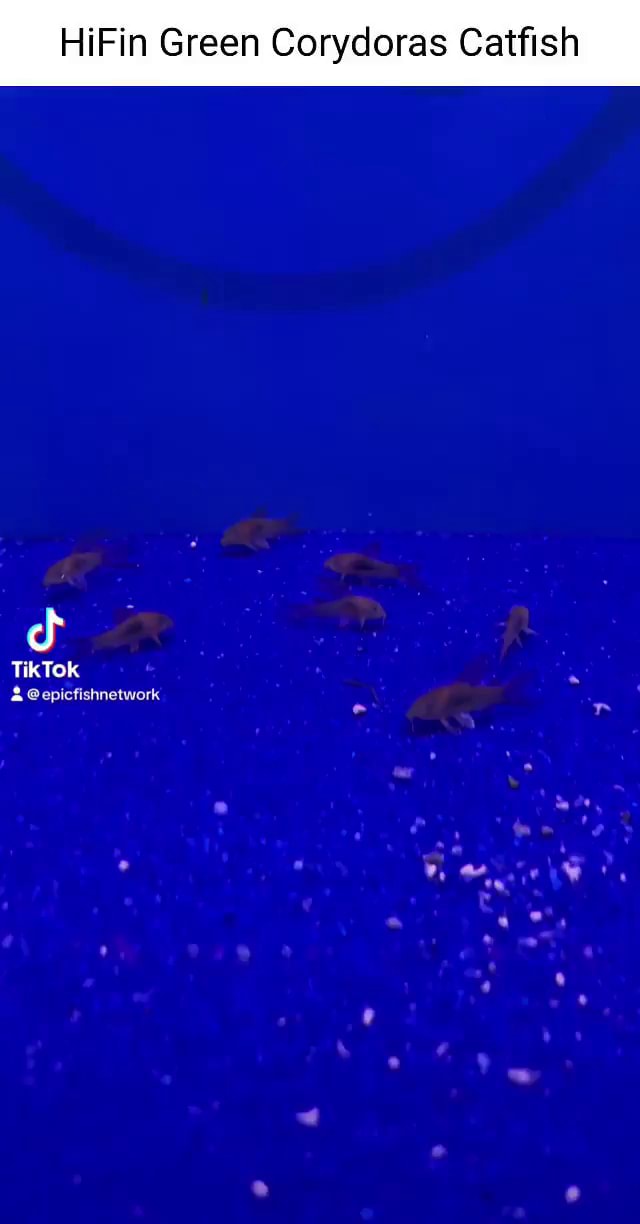 HiFin Green Corydoras Catfish TikTok - iFunny