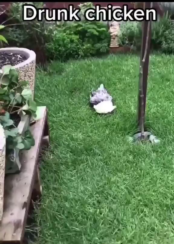 Drunk chicken - iFunny