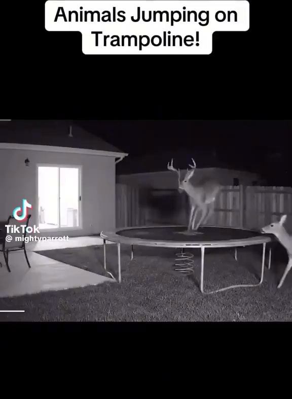Animals Jumping on Trampoline! TikTok' - iFunny