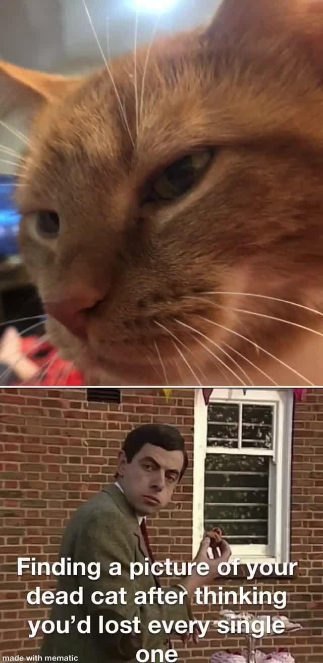 I I Finding a picture of your dead cat after thinking you'd lost every ...