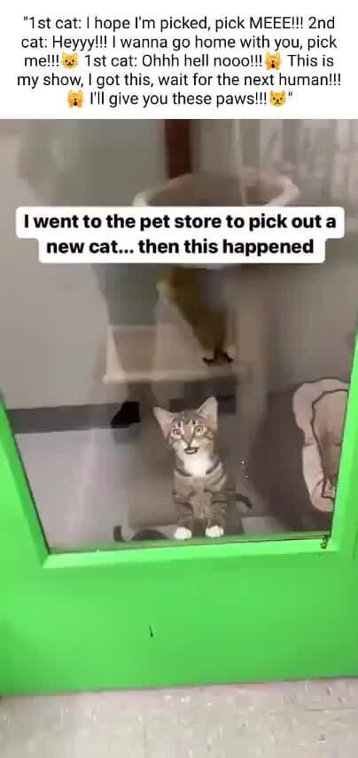 Cat: I hope I'm picked, pick MEEE!!! cat: Heyyy!!! I wanna go home with ...