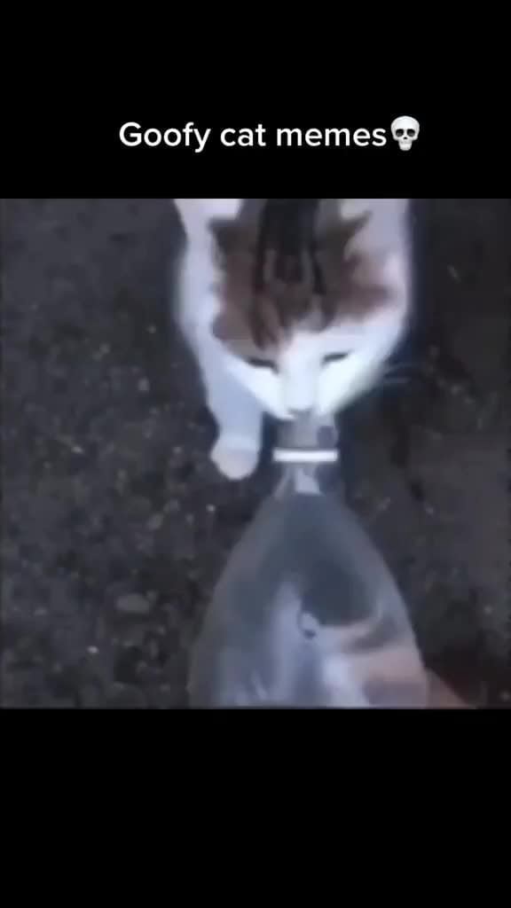 Goofy cat memes - iFunny