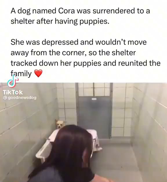 A dog named Cora was surrendered to a shelter after having puppies. She ...