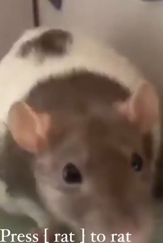 Press rat to rat - iFunny
