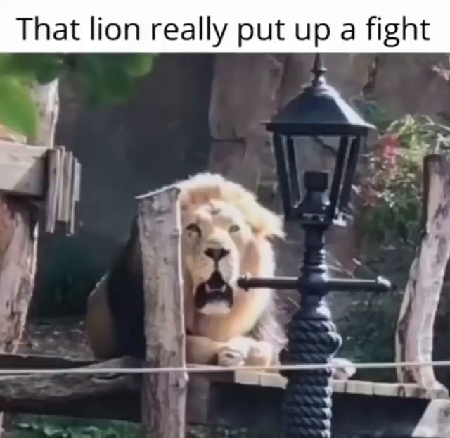 That lion really put up a fight ok - iFunny