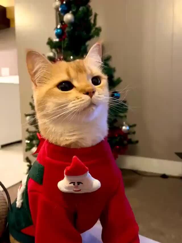 Simba gifs! - iFunny