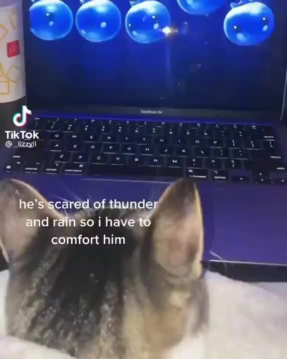 Tik TOK he's scared of thunder and rain so have to comfort him - iFunny