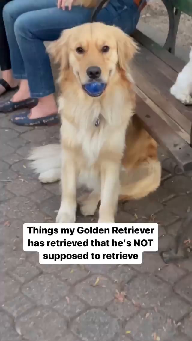 Things my Golden Retriever has retrieved that he's NOT supposed to ...
