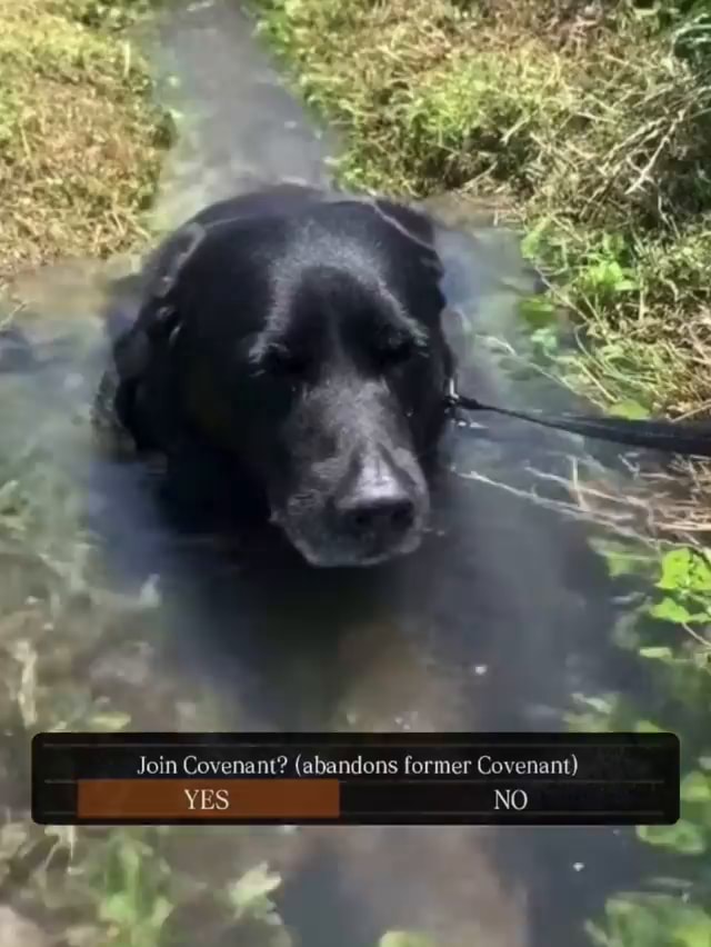 Join Covenant? (abandons former Covenant) YES - iFunny