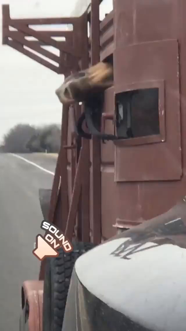Video memes 1CpBYMReB by THE_PSYCHO_WOLF_: 14 comments - iFunny