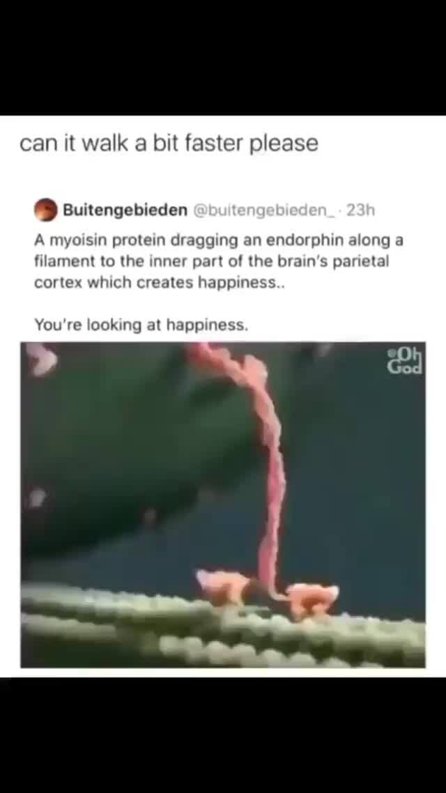 Can it walk a bit faster please Buitengebieden A myoisin protein ...