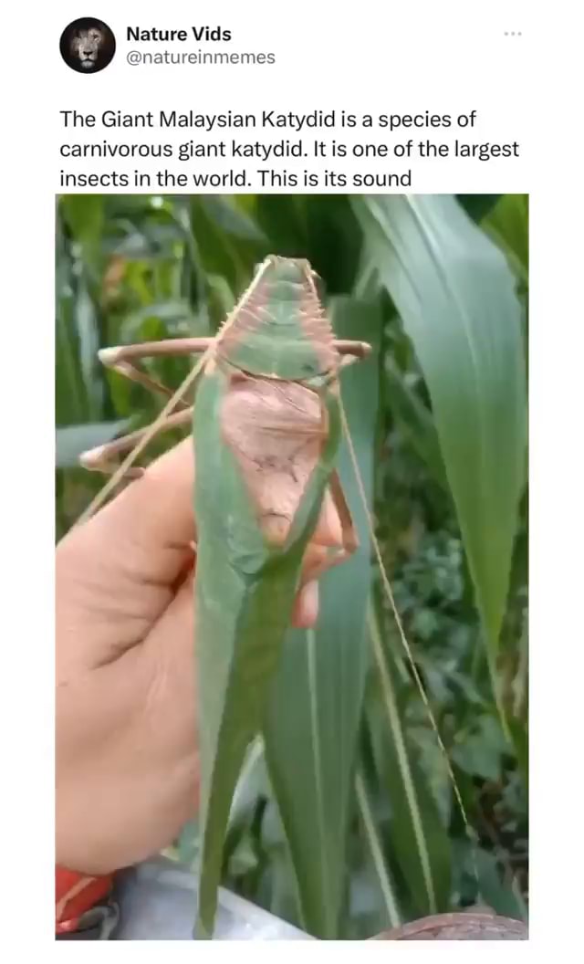 Nature Vids nature nmemes The Giant Malaysian Katydid is a species of ...