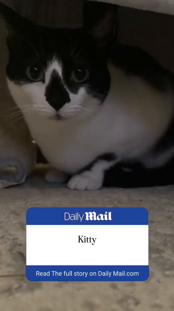 Daily Mail Kitty Read The full story on Daily Mail com - iFunny