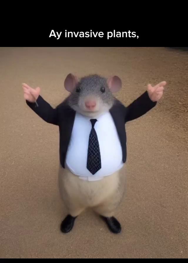 Ay invasive plants, te - iFunny