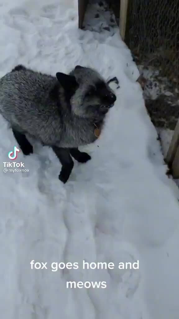 Of Tik Tok Fox Goes Home And Meows Ifunny