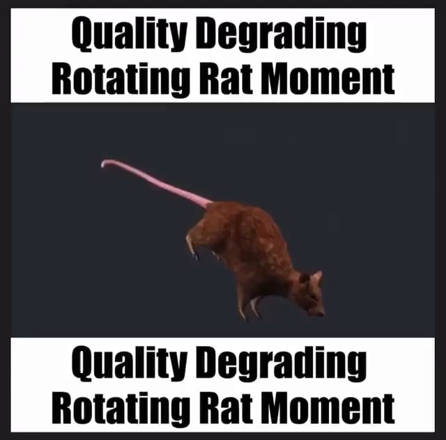 Rotating Rat Moment Quality Degrading Rotating Rat Moment - iFunny