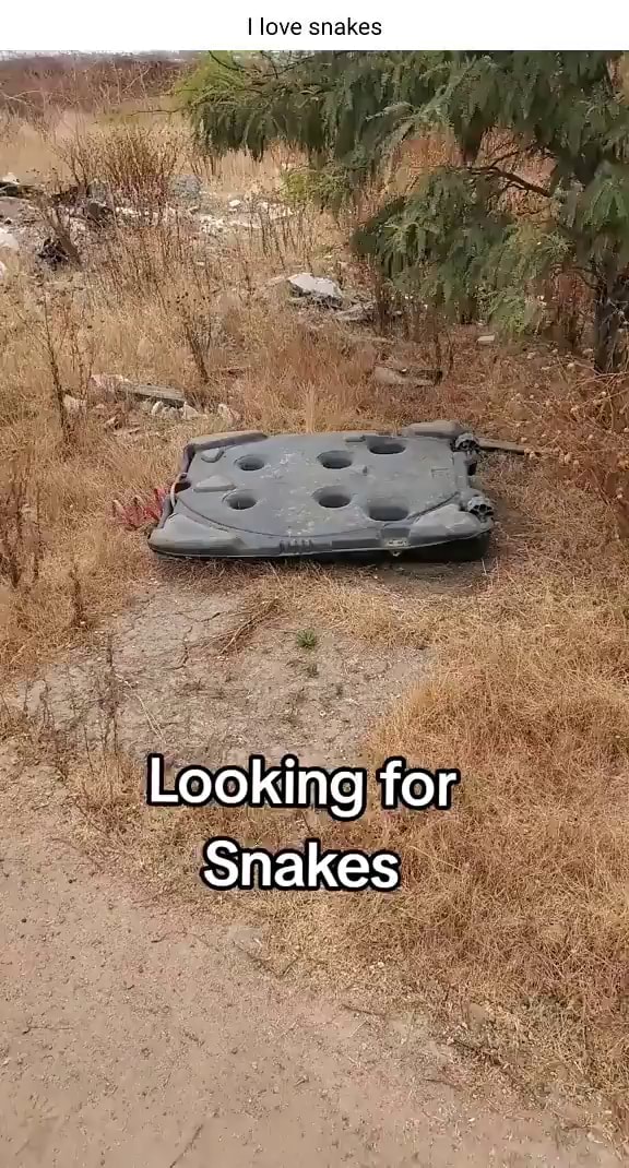 Snakes Looking for Snakes - iFunny