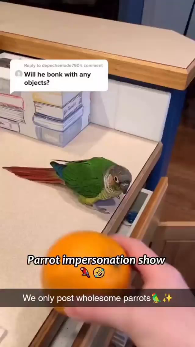 Will he bonk with any objects? Parrot impersonation show We only post wholesome parrots - iFunny