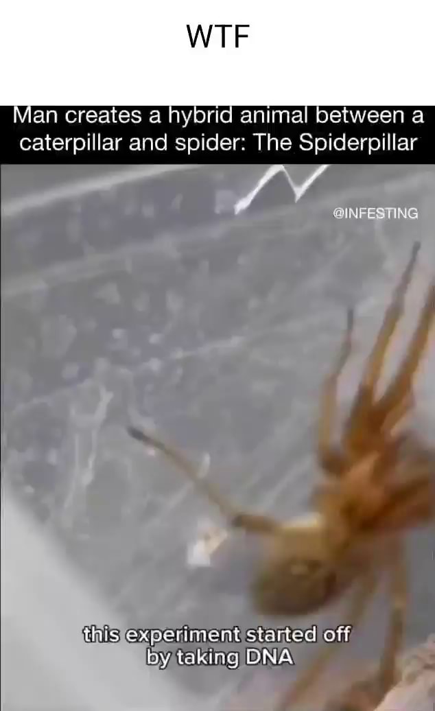 WTF Man creates a hybrid animal between a caterpillar and spider: The ...