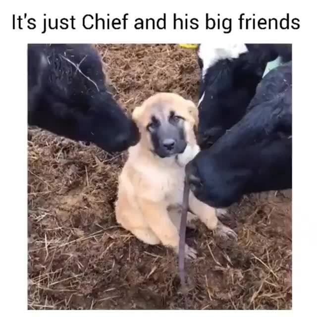 It's just Chief and his big friends - iFunny