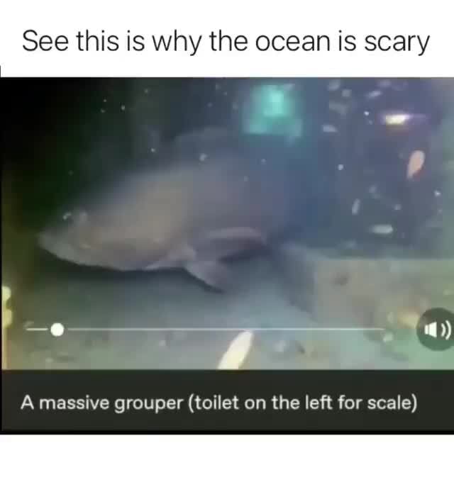 See this is why the ocean is scary A massive grouper (toilet on the ...
