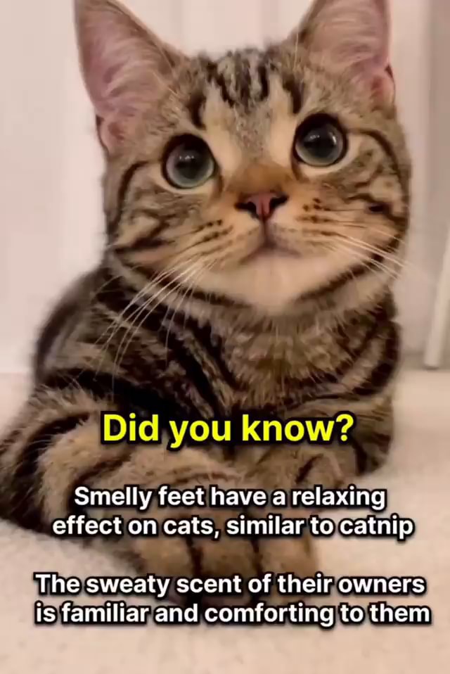 Did you know? Smelly feet have a relaxing effect on cats, similar to ...