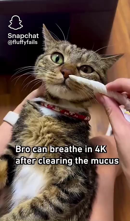 Snapchat @fluffytails Bro can breathe in after clearing the mucus - iFunny