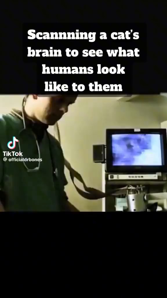Scannning a cat's brain to see what humans look like to them TikTok ...