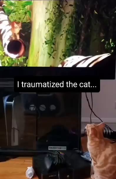I traumatized the cat... - iFunny