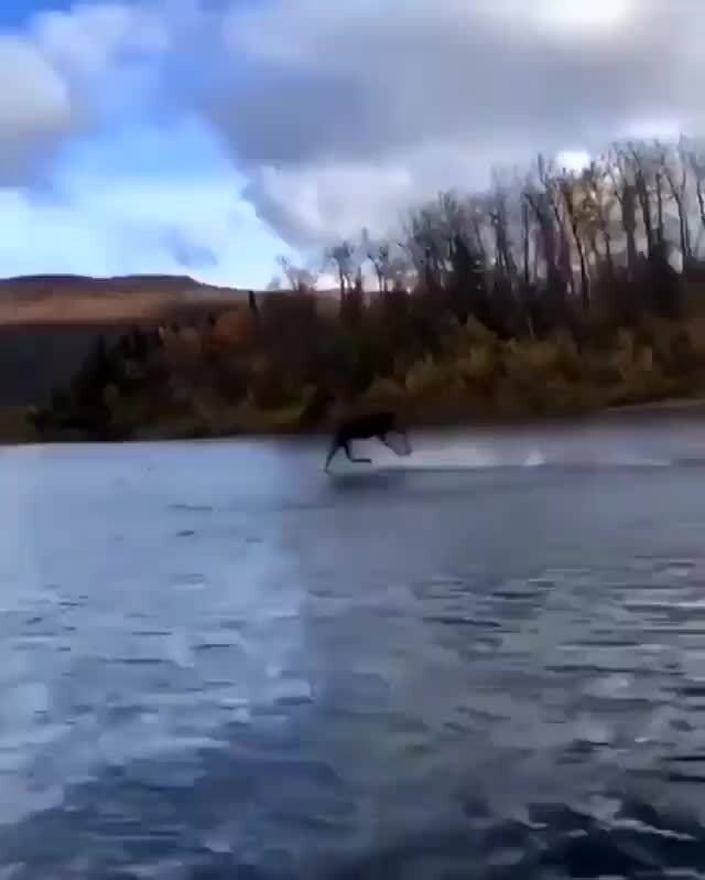 Alaska moose are the largest of all. They may appear gangly and awkward ...