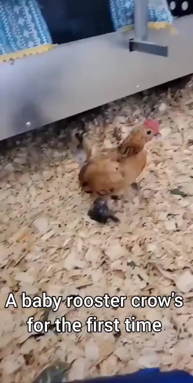 A baby rooster crow''s for the first time - iFunny