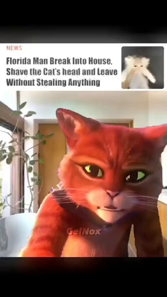 Florida Man Break Into House, Shave the Cats heal and Leave Without ...