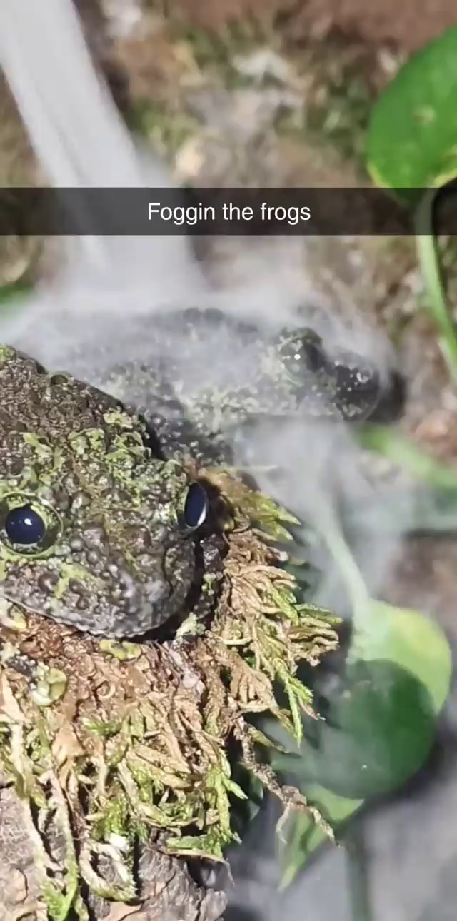 Foggin the frogs - iFunny